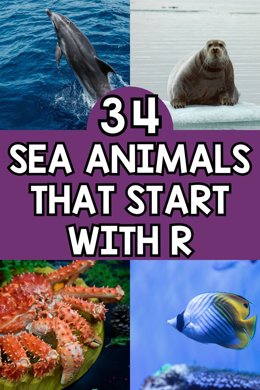34 Fun Sea Animals That Start With R [Plus Facts]