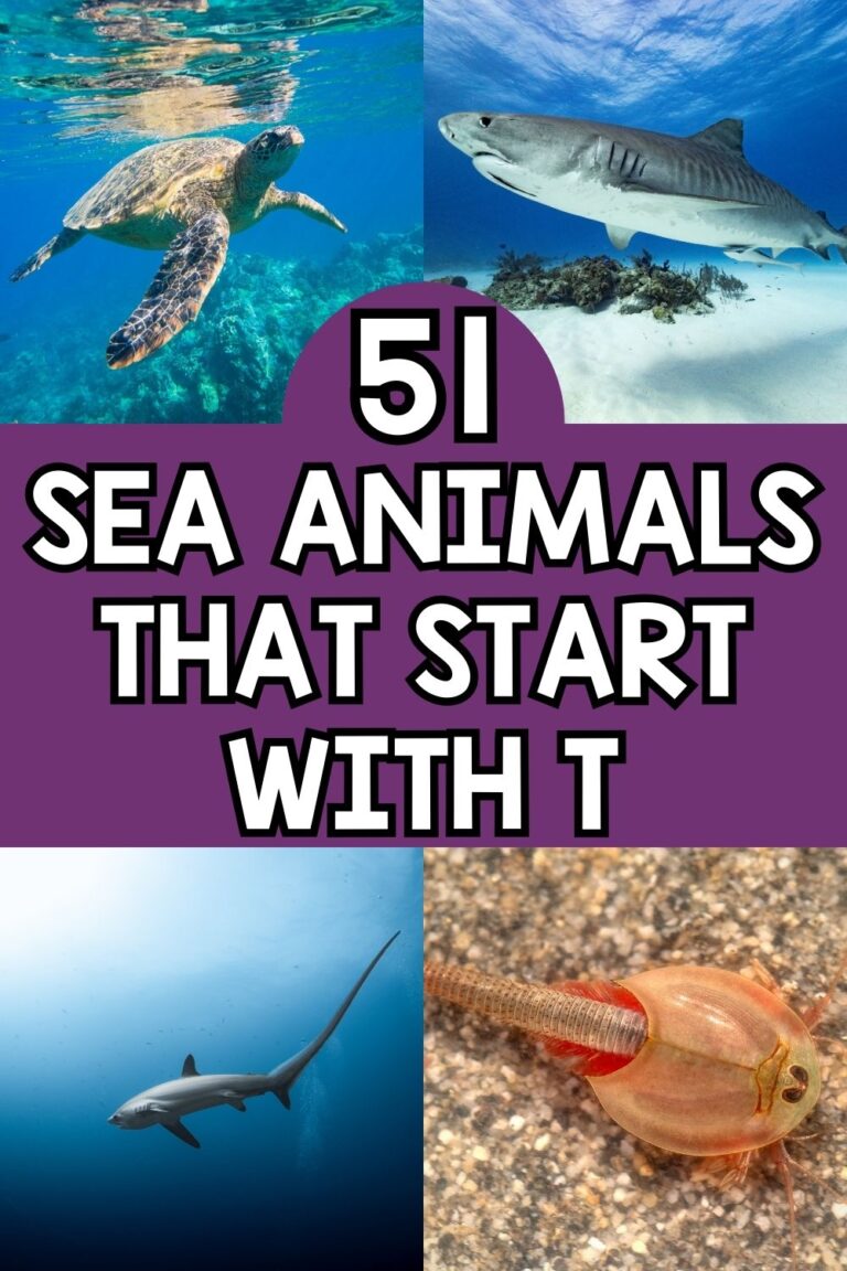 Animals That Start With T – 100+ Animals That Begin with ‘T’ – WVPOX